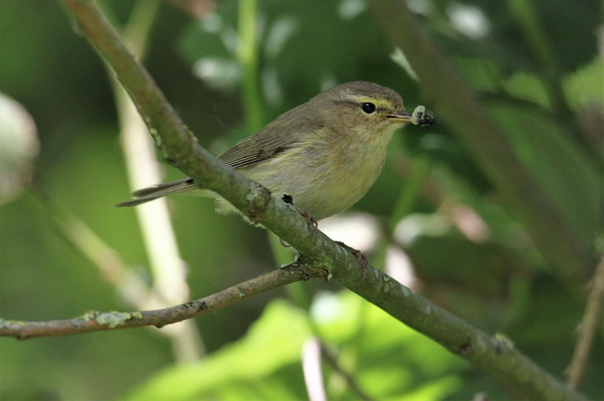 bird2 JPG — Postimages