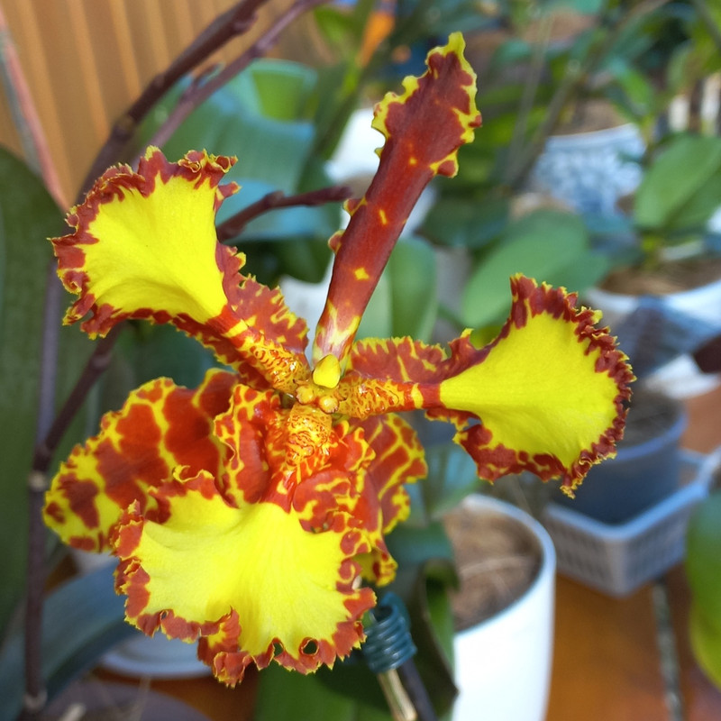 gsi3 Xr L4i Tw — Postimages