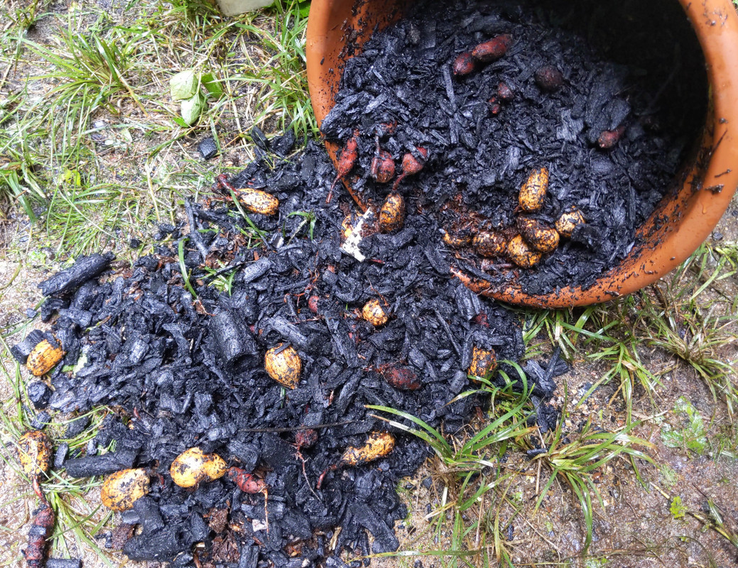 Germinating Bunya, A.bidwillii, in raw uncrushed biochar : r ...