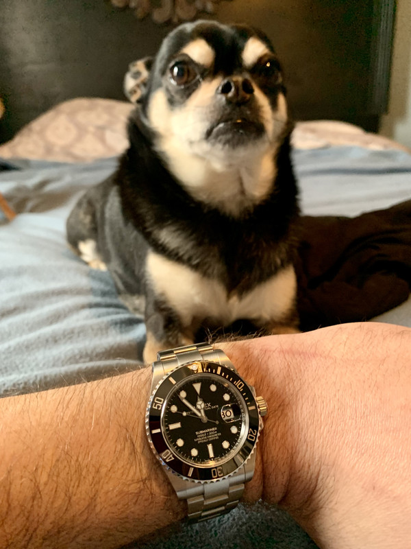 Rolex and Doggies | WatchUSeek Watch Forums