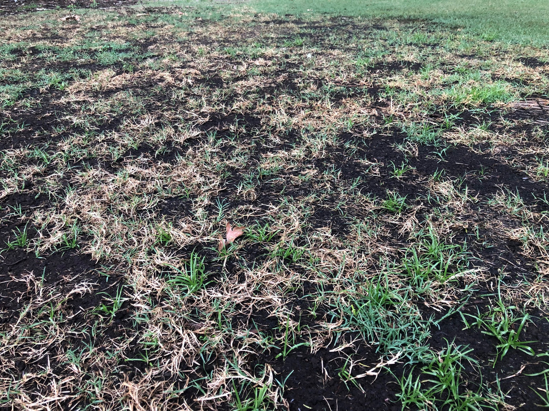 Another small stolonizing project | Lawn Care Forum