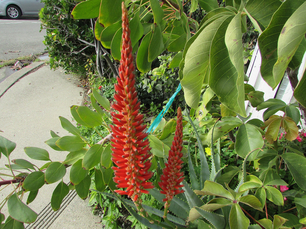 IMG 4101 — Postimages