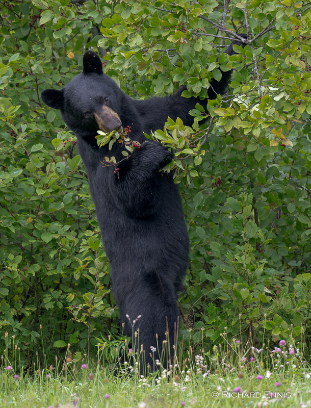 Bear Choke Cherry 2023 August 07 9 146974 NEF Dx O Deep PRIMEXD — Postimages