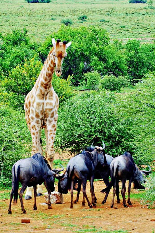 Giraffe and Blue Wildebeest? — Postimages