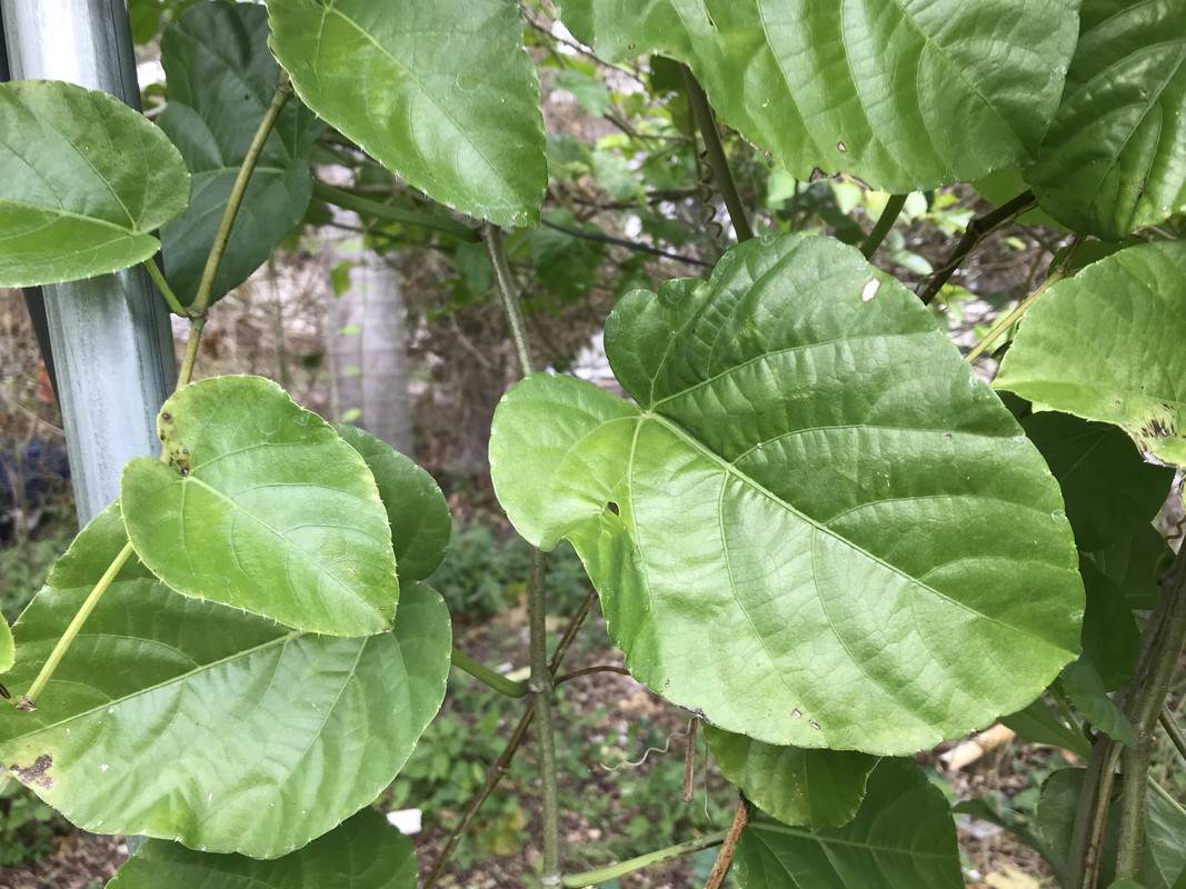 C213 AA0 A ADEB 46 DF BB07 58824 C110 B36 — Postimages