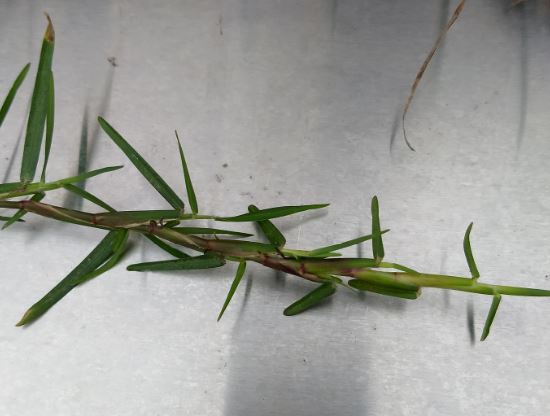 New to Lawn Care | Lawn Care Forum