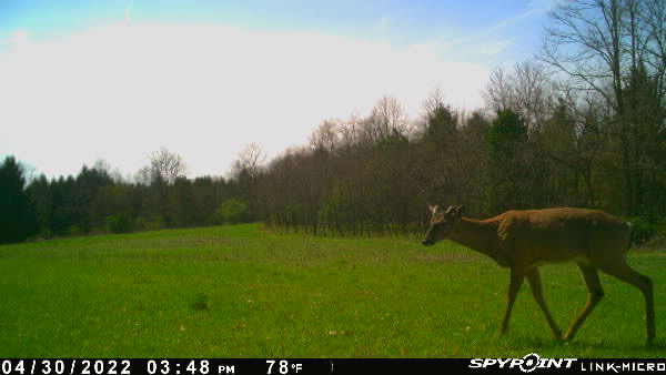 Pretty good antler growth for last day of April | The HuntingPA.com ...