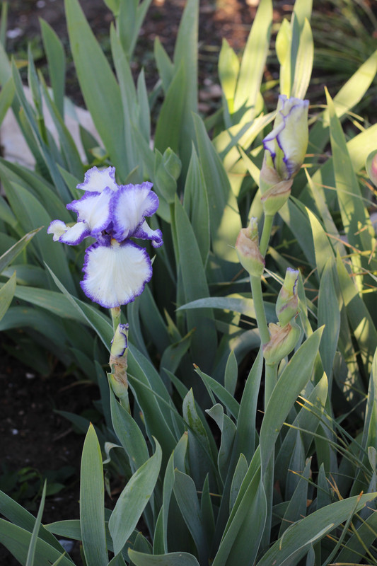 IMG 0690 — Postimages