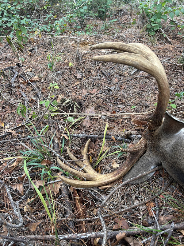 IMG 3929 — Postimages