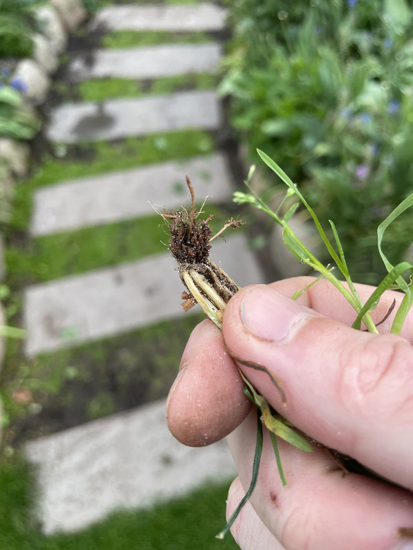 Weird Poa annua phenomenon? | Lawn Care Forum
