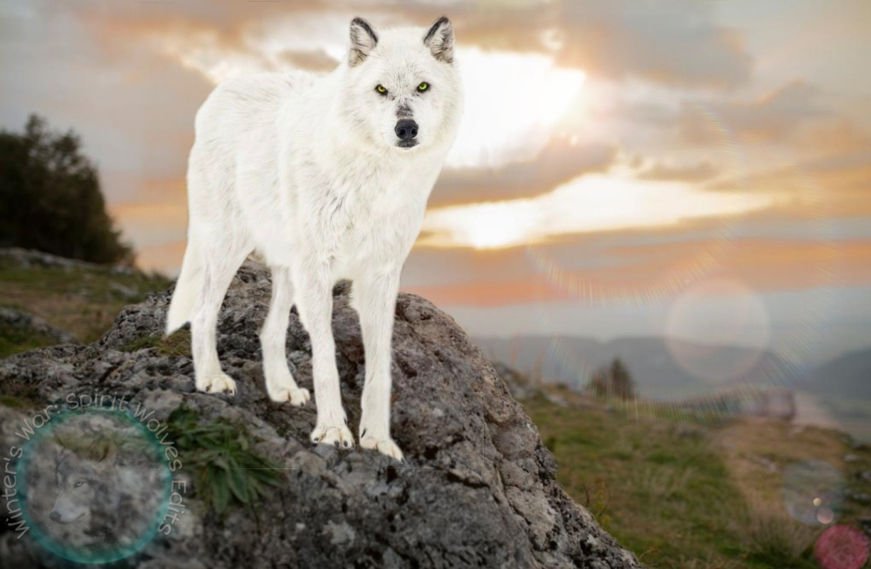 Noctis•⸸ |:| Wolvden