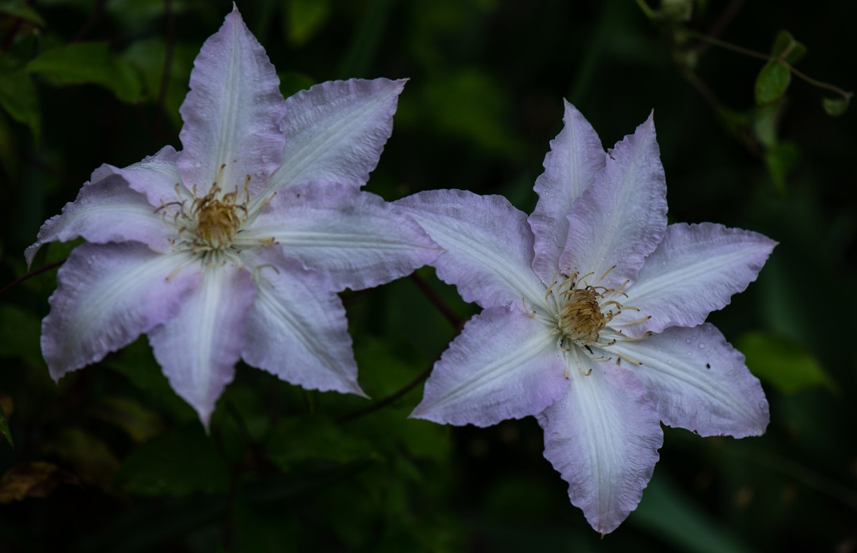 Img 4d31e8b7661ff1cf90766b9fc5b5b4d6 V — Postimages