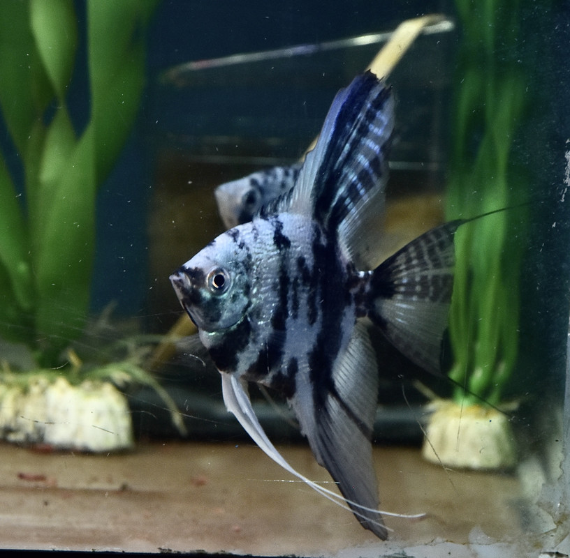 DSC 0344 2 — Postimages