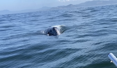 Whale plays with a guy on a paddle board - 24hourcampfire