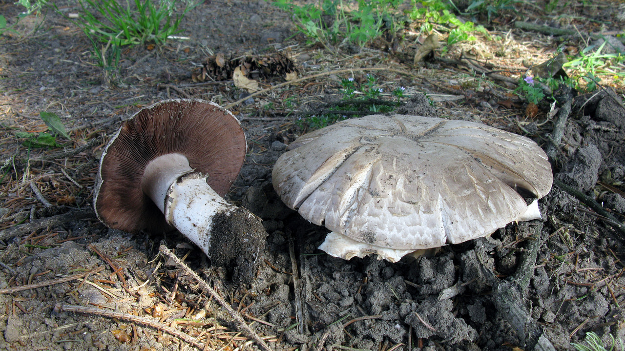 Agaricus bisporus AWP 20200520 — Postimages