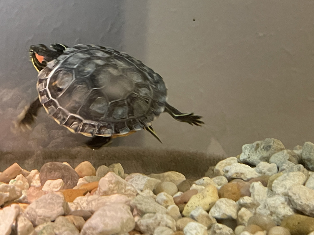 IMG 1131 — Postimages