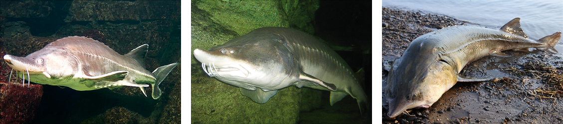 Калуга - К - Реальная русская рыбалка на 1505 рыб - World of Fishers