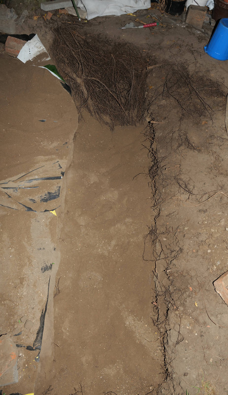 Hornbeam roots 3 — Postimages