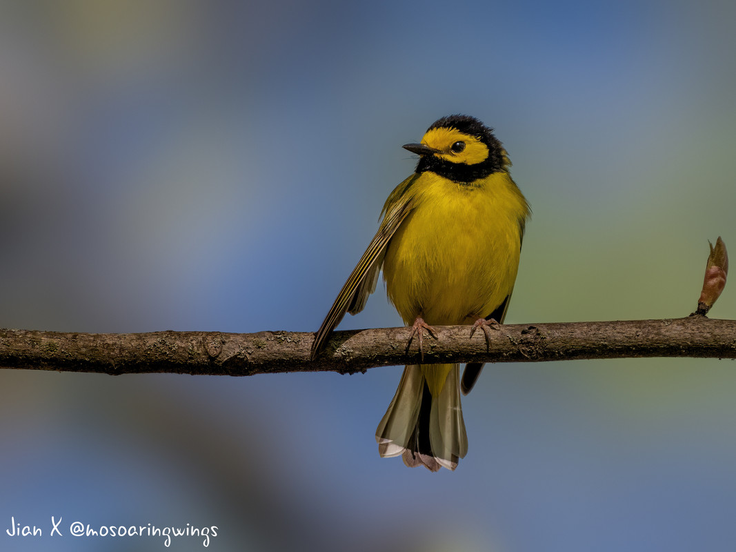 Z8 W5049 SW — Postimages