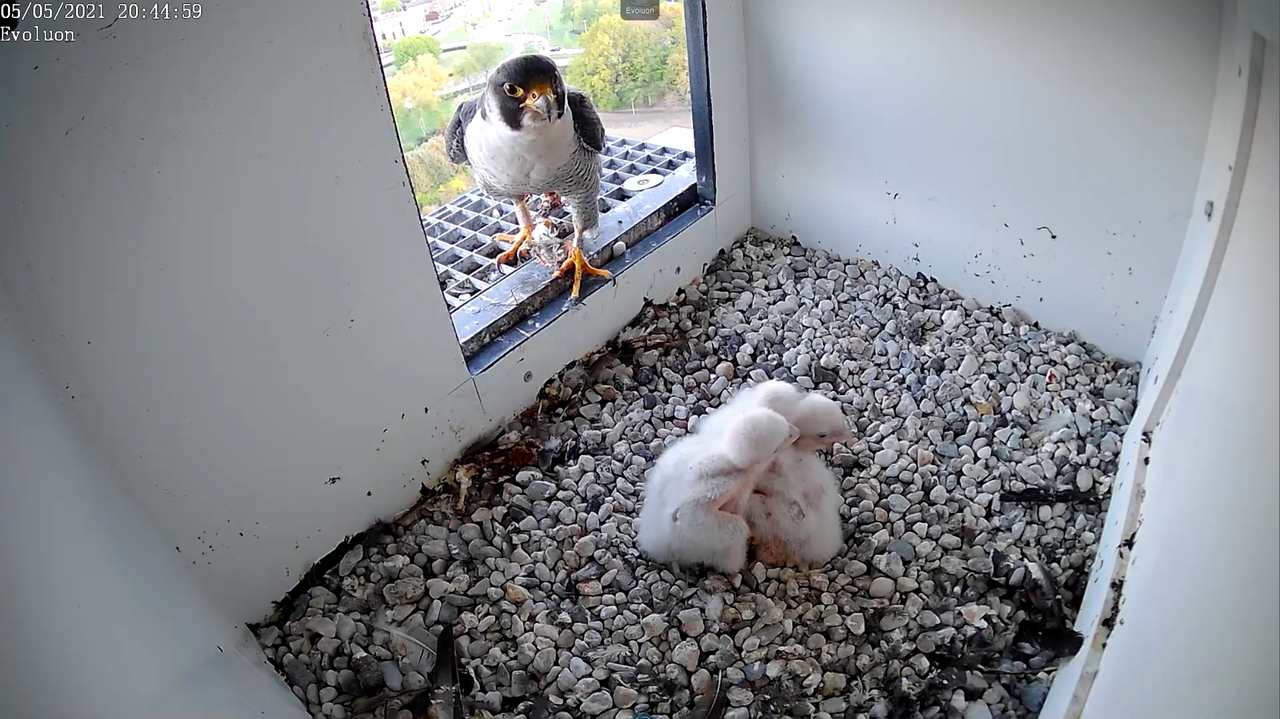 2021 05 05 20 45 09 Window — Postimages