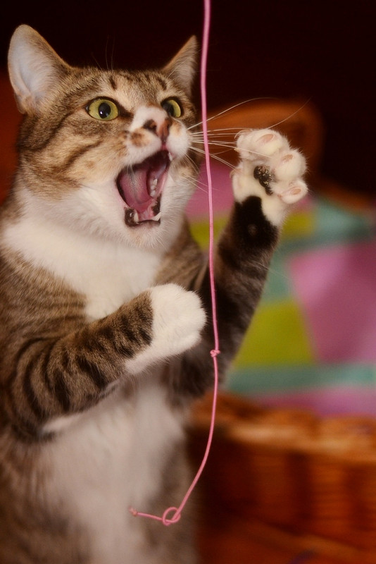 CSC 1209 — Postimages