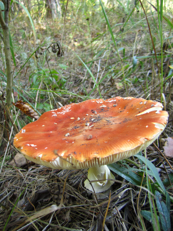 IMG 1583 — Postimages