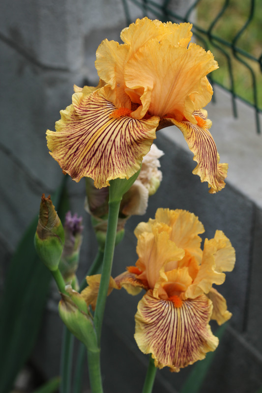 Teasing tiger — Postimages