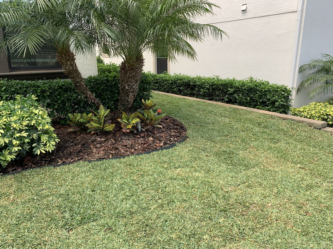 CitraBlue St. Augustine | Page 7 | Lawn Care Forum