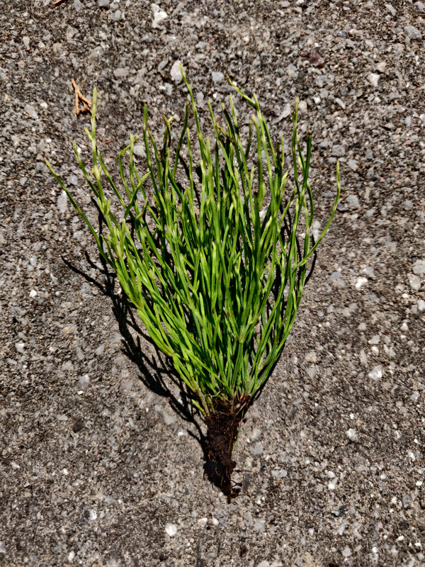 Interesting looking weed all over. Id please? | Lawn Care Forum