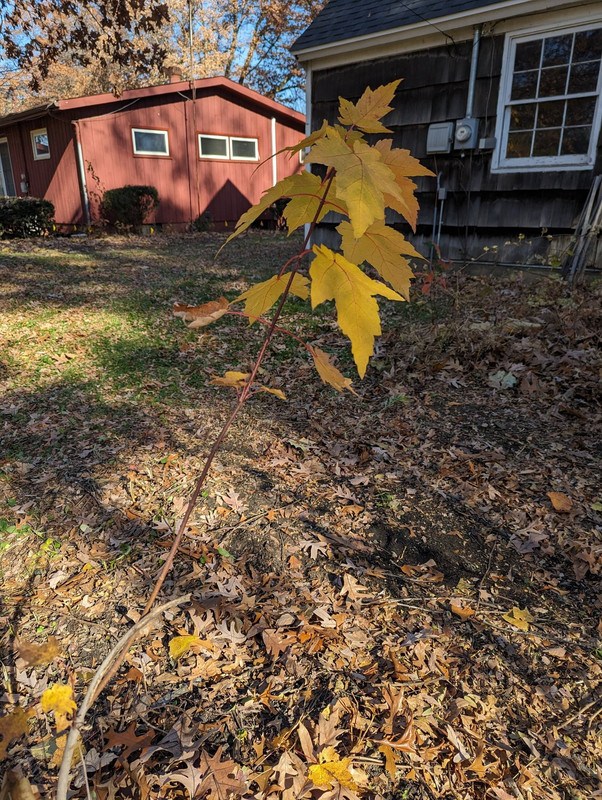 Will a bent maple sapling correct itself? : r/arborists