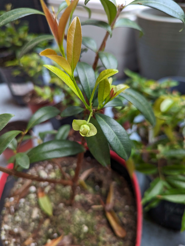 Tiny Garnet Flower — Postimages