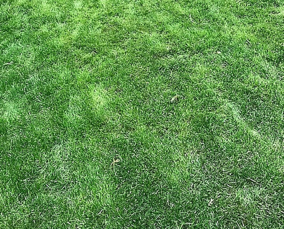 Grass — Postimages