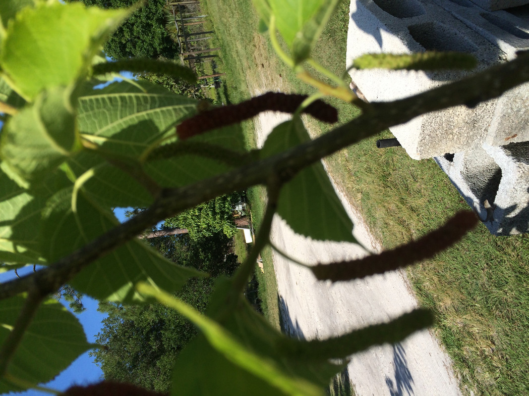 IMG 0376 — Postimages