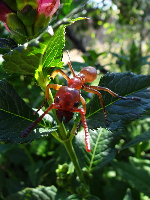 Hymenoptera - Bees, Ants, Wasps, and related