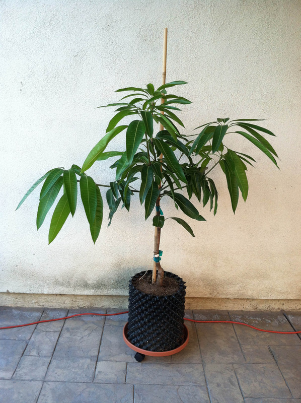 Pickering Mango 7g — Postimages