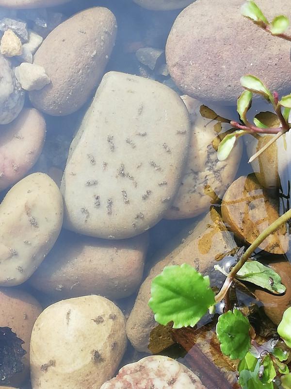 Eggs? Stuck to pebbles - Wildlife Ponds Forum - Pond Life