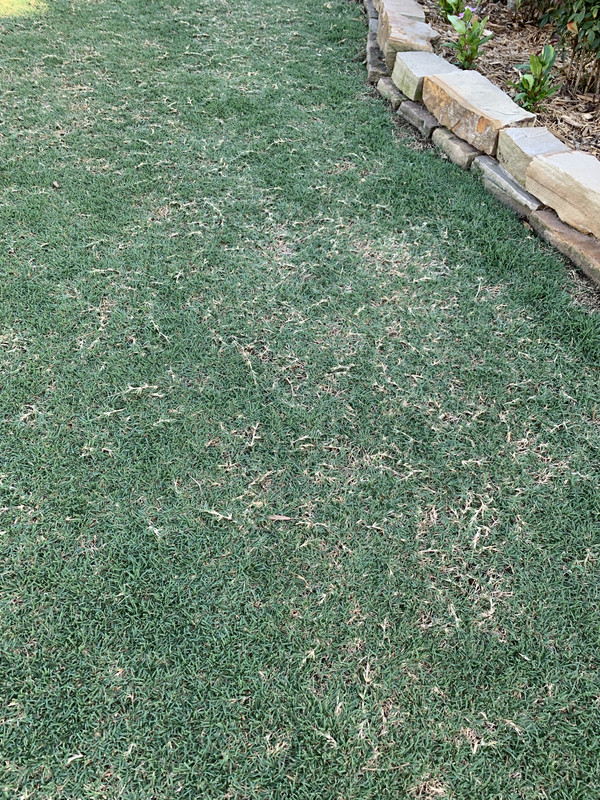 Stolons on top of canopy | Lawn Care Forum