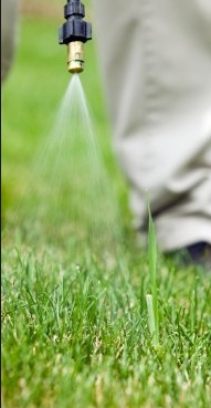 Kill annual ryegrass | Lawn Care Forum