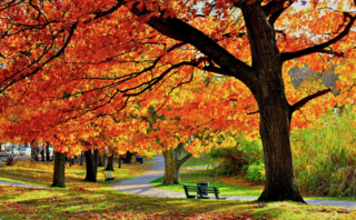 7 Places To See Fall Foliage In/Around Boston [10/09/18]