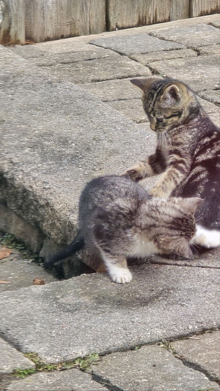 kitkatandpineconeplaying — Postimages