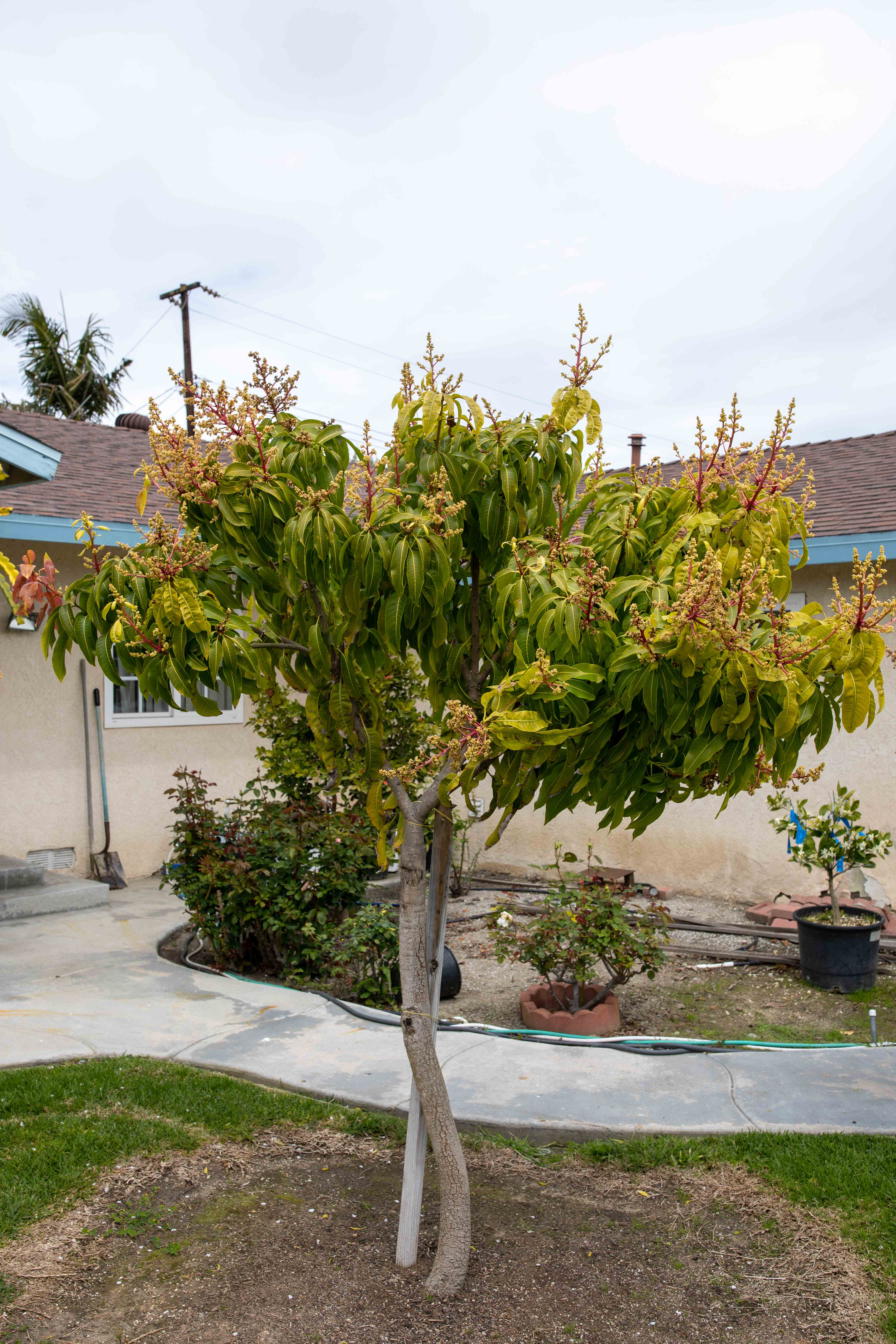 Sweet Tart Mango in Front Yard Flowering at 2 PM (3 22 2020) — Postimages