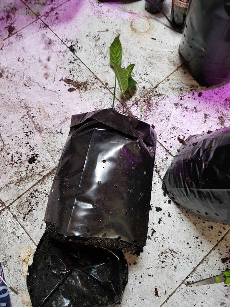 jackfruit seeds — Postimages