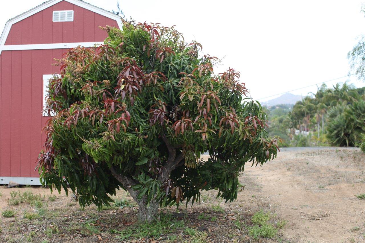 IMG 9000 Mango Tree Full Grown in Fallbrook Cal — Postimages