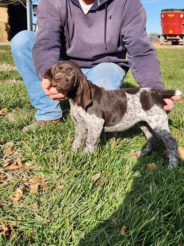 Red collar — Postimages