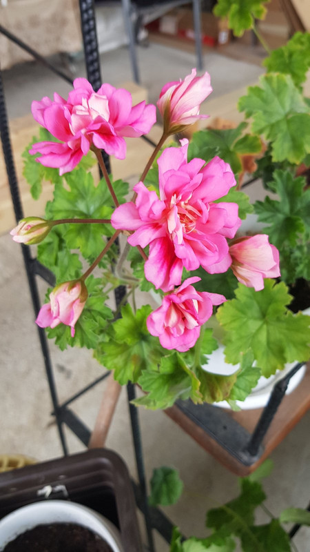 UZ Rose — Postimages