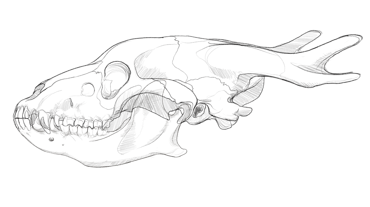 mirror skull — Postimages