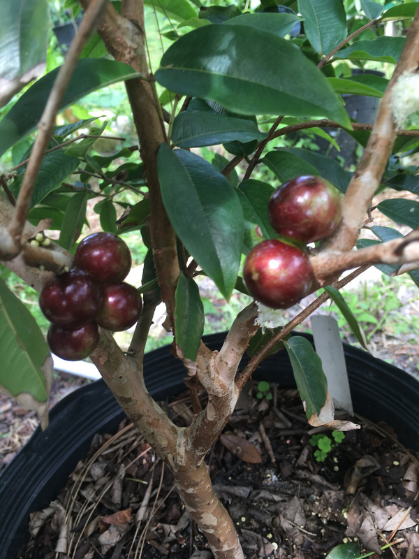 Scarlet Fruit — Postimages