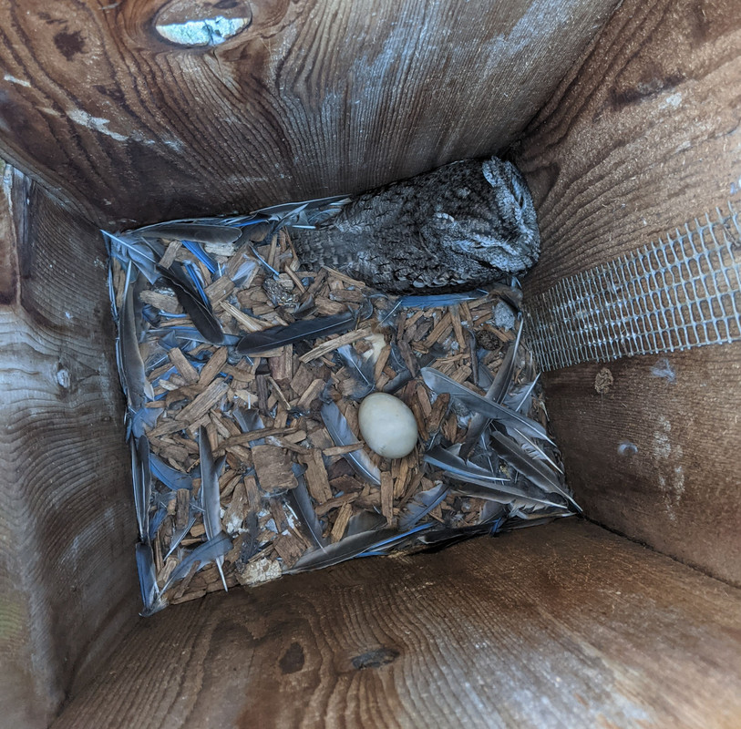 Screech2 — Postimages