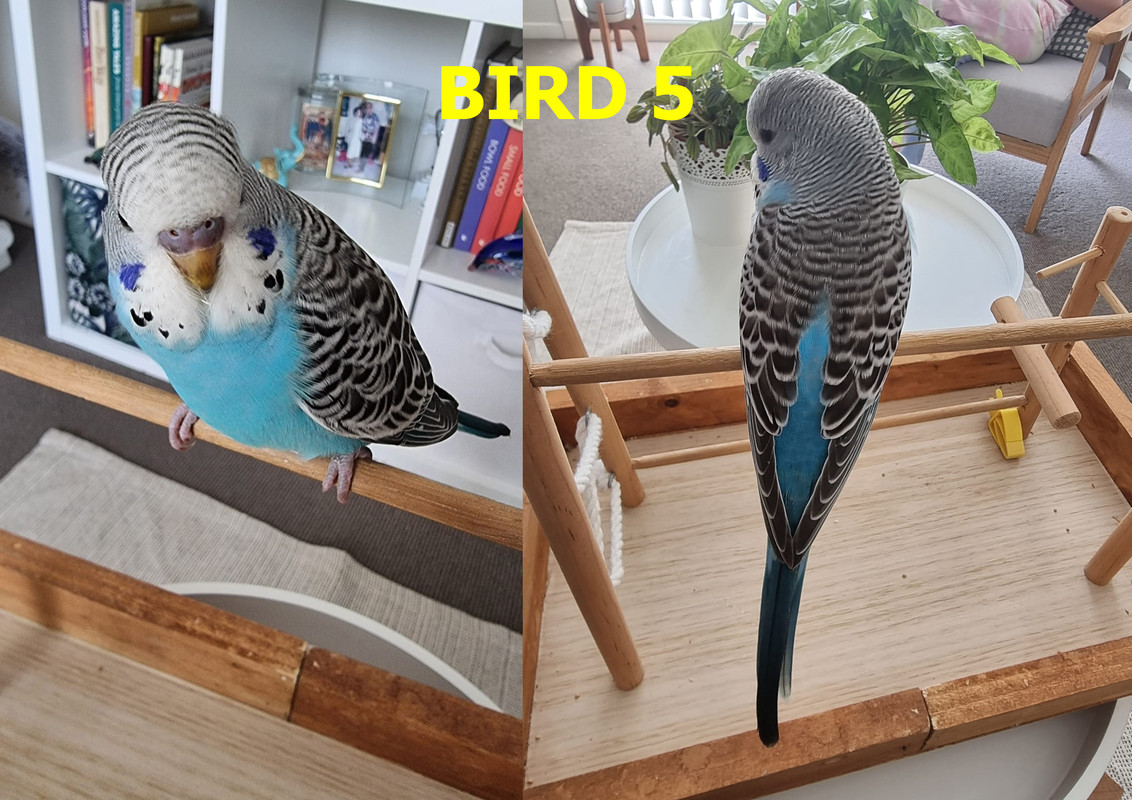 Bird 05 — Postimages