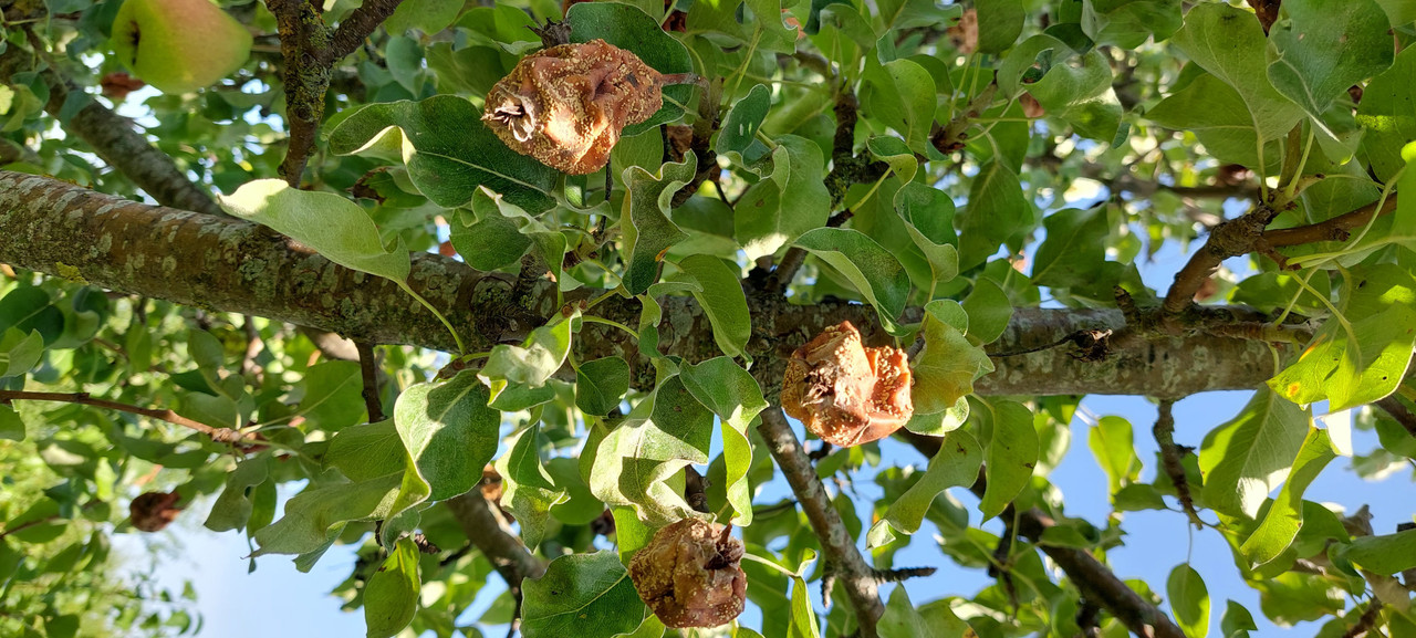 Dead pears : r/gardening